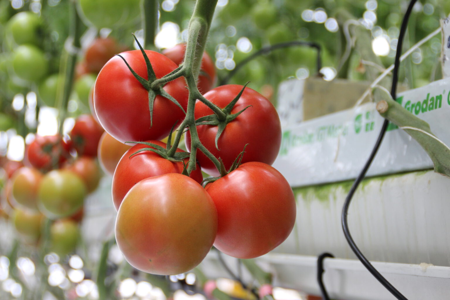Looking for the perfect large cluster tomato for the next season ...