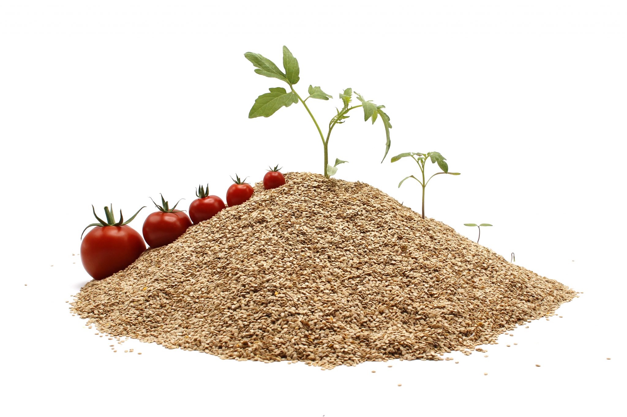 Tomato Brown Rugose Fruit Virus (ToBRFV) – AXIA seeds